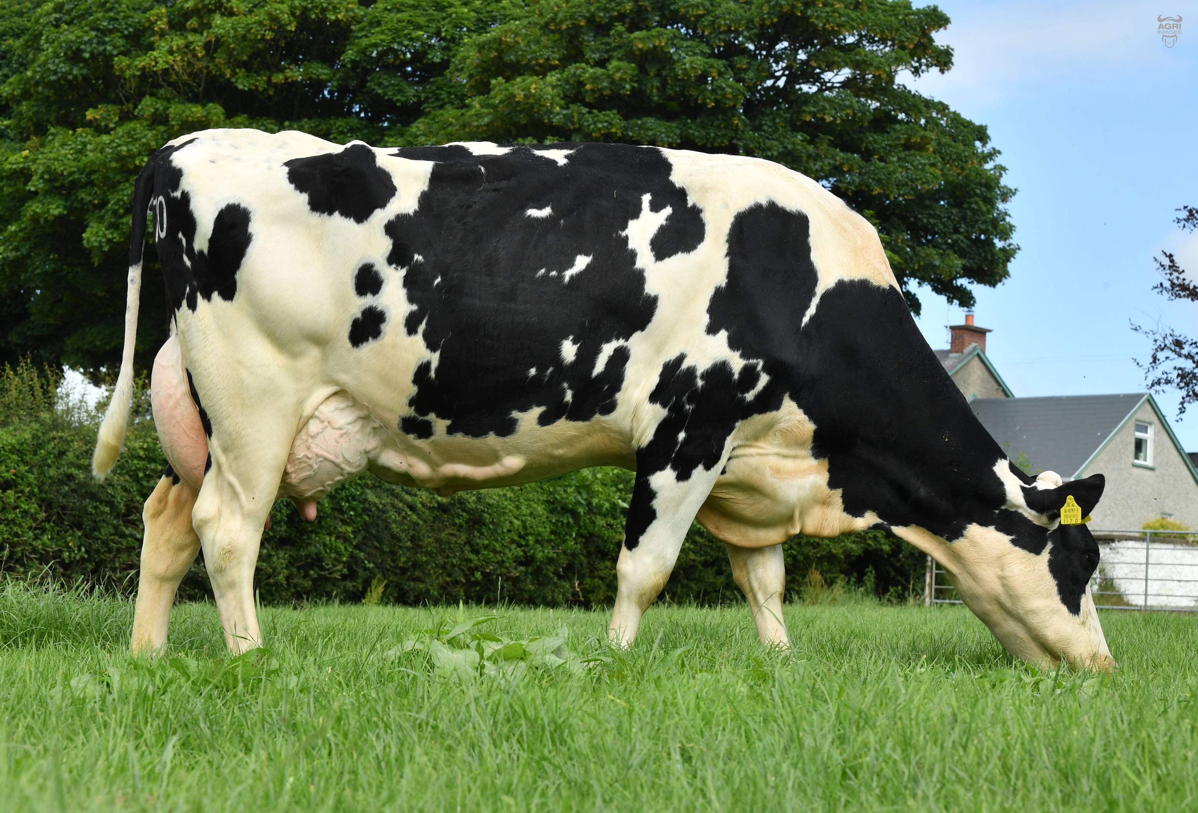 Dovea Genetics Genetic Diversity