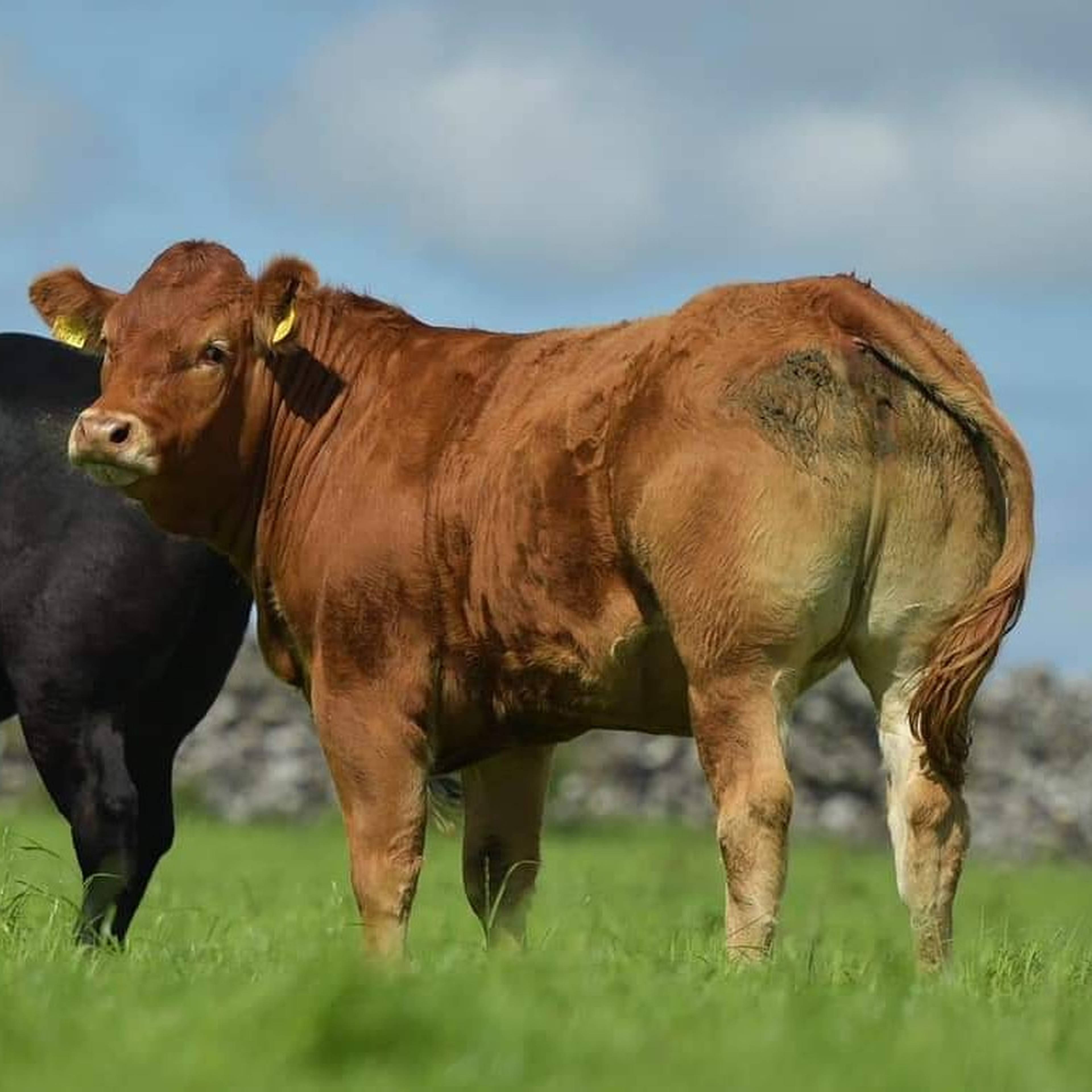 doveagenetics.ie/news/limousinsexed