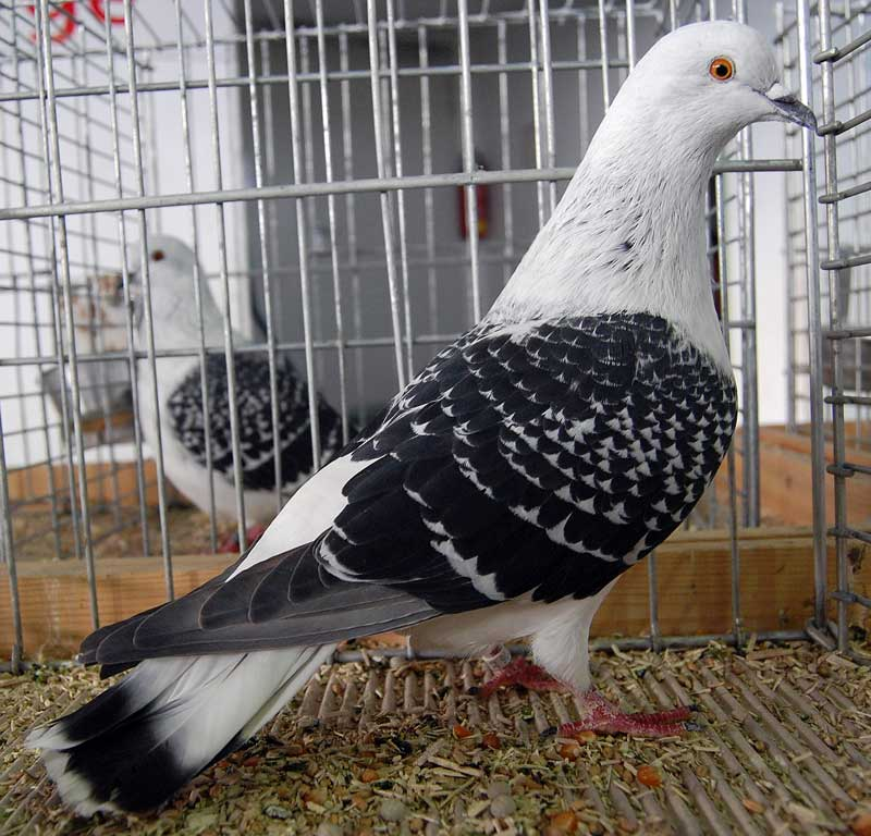Pigeon of the Week: The Ice Pigeon