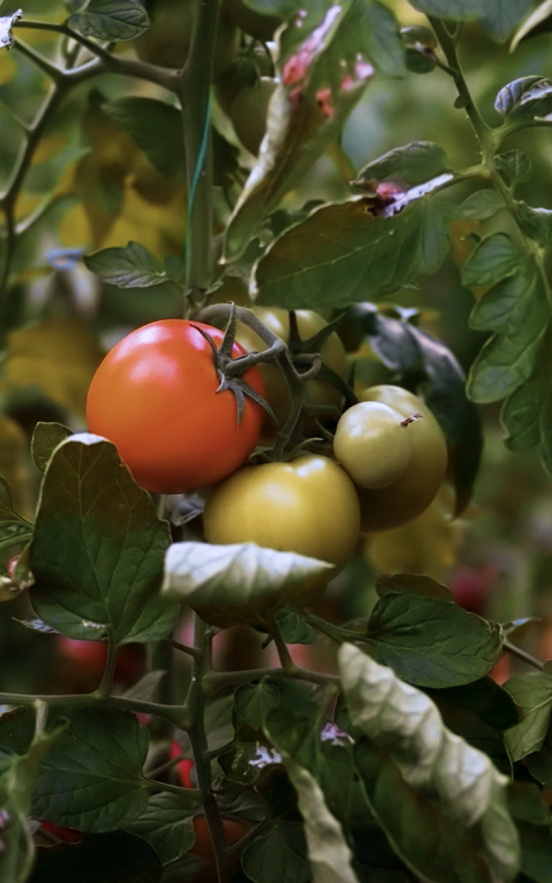 Denstu Creative x Intel