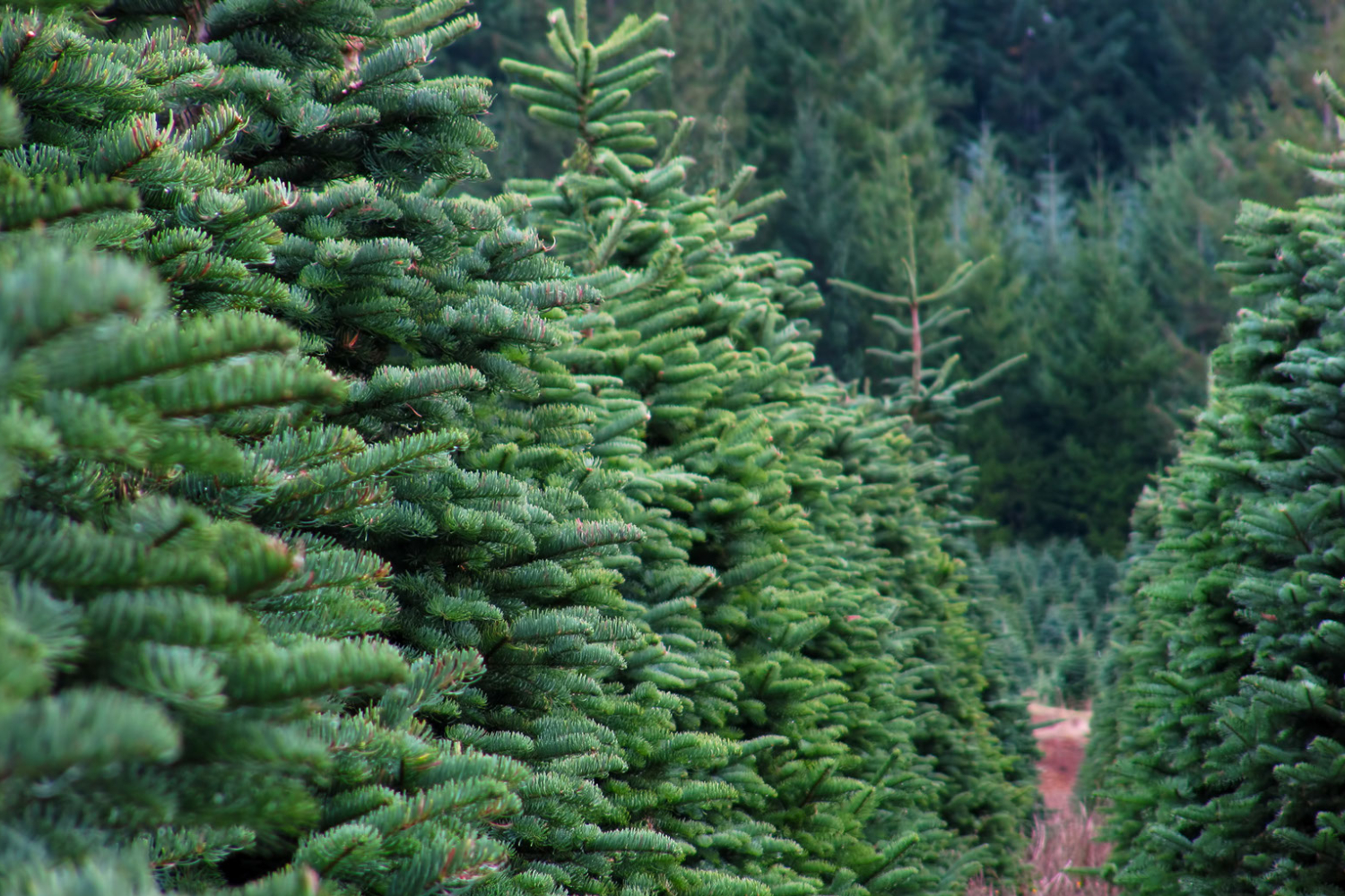 How To Get Tree Sap Out Of Clothing Brightly