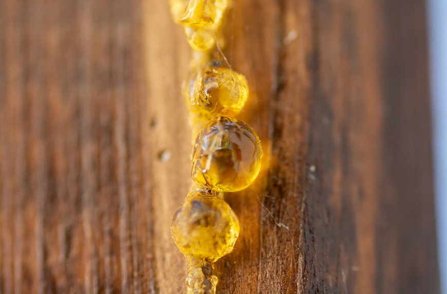 How To Get Tree Sap Out Of Clothing Brightly