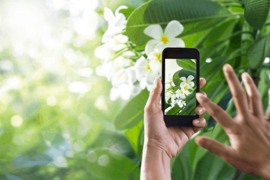 10 Best Plant Identification Apps For Gardeners Hikers And Plant 10-best-plant-identification-apps-for-gardeners-hikers-and-plant