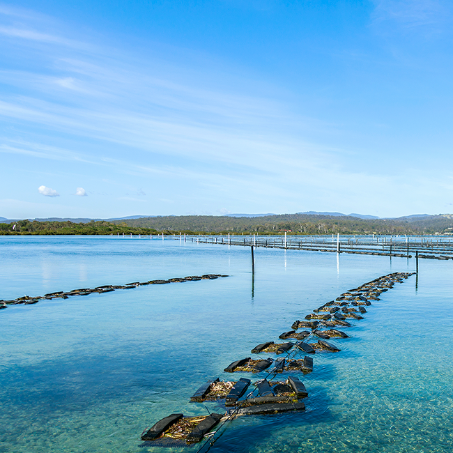 Appellation Oysters Estuary Guide | Appellation