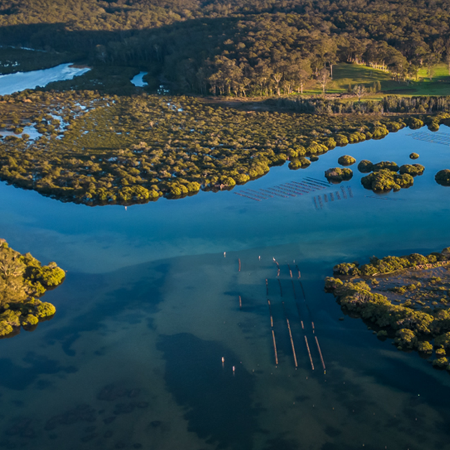 Appellation Oysters Estuary Guide | Appellation