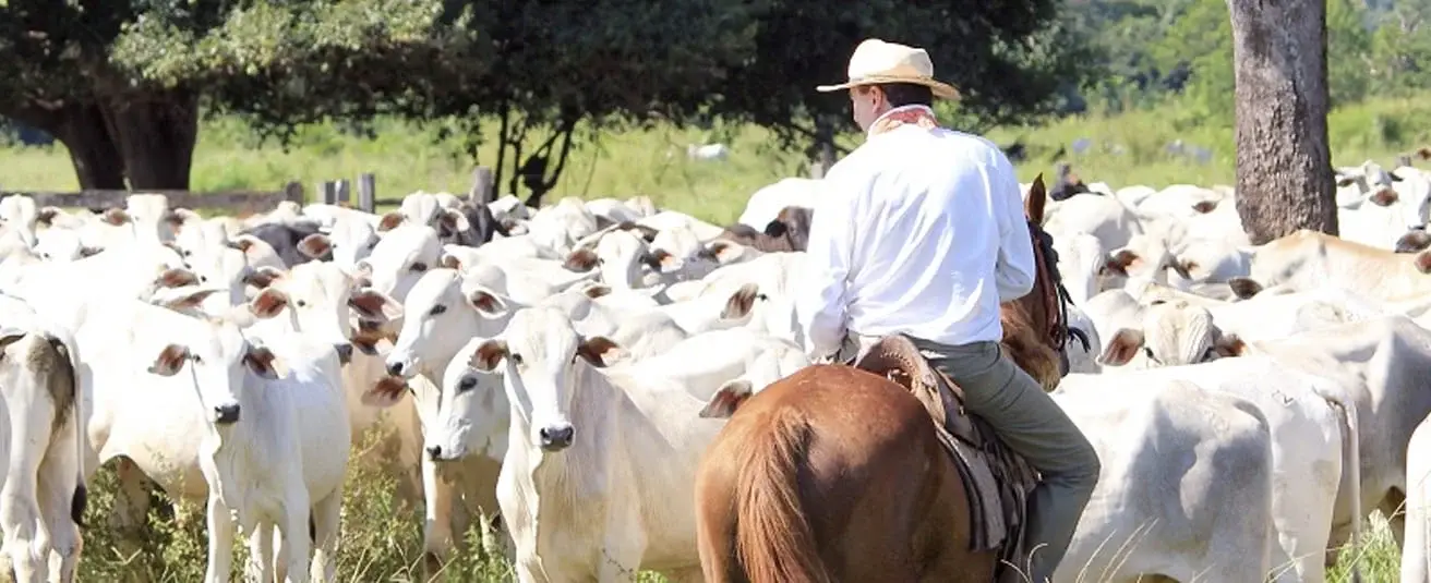 Conozca a la Gyr 'perfecta' de Colombia | CONtexto Ganadero