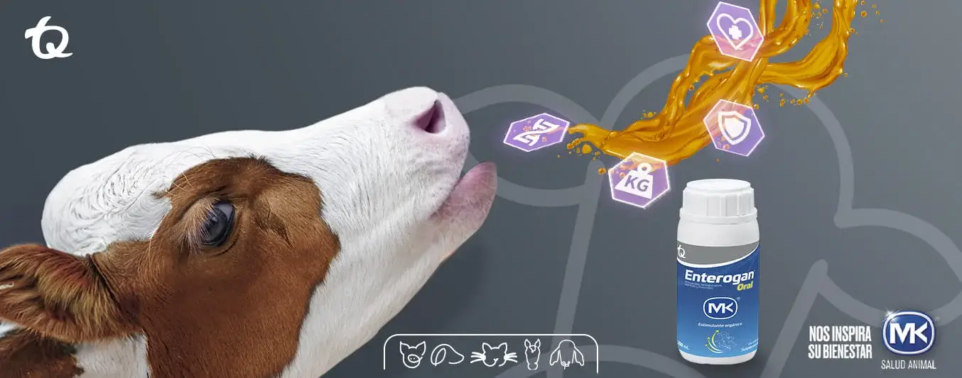 Señor agricultor, realice su invernadero con botellas plásticas ...