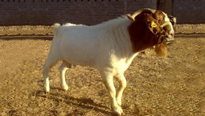 Cabras Boer Hembras Ponemos A La Orden Cabras Boer (primalas)