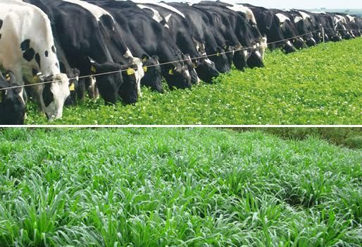 ¿Para quién es el forraje que se produce en la finca? | CONtexto Ganadero