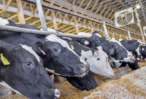 La vaca eficiente como base de la rentabilidad | CONtexto Ganadero