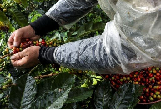 Llega la cosecha cafetera con miles de recolectores a las montañas ...