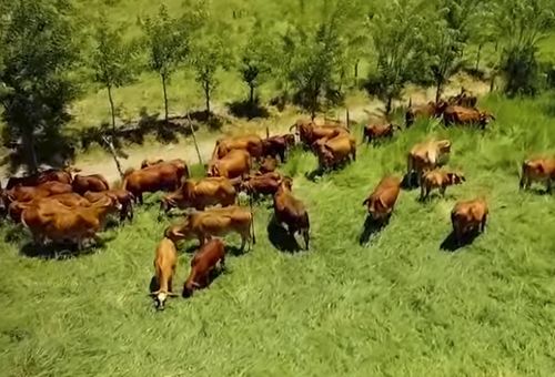 Factores clave para un hato de cría productivo y rentable | CONtexto ...