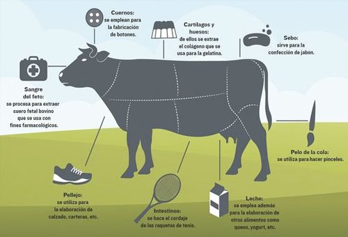 Conozca cuáles son los subproductos bovinos comestibles | CONtexto Ganadero