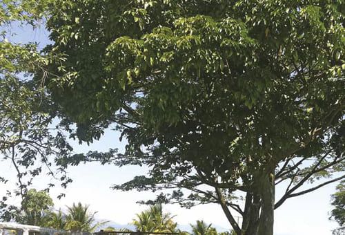 Conozca cómo debe ser el mantenimiento del Cacay | CONtexto Ganadero