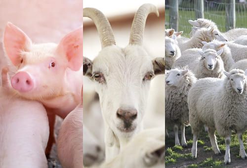 El 2022 cerró con producción récord de pollo y cerdo | CONtexto Ganadero