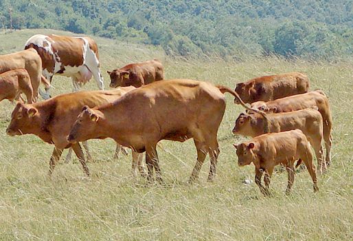 Recomendaciones Para Mantener La Fertilidad De Los Bovinos En Verano