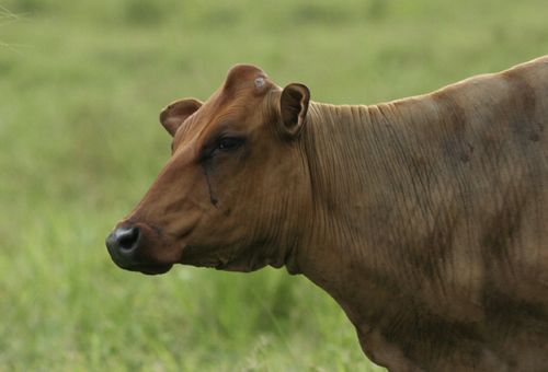 Estos son los aspectos generales de un animal sano según la FAO ...