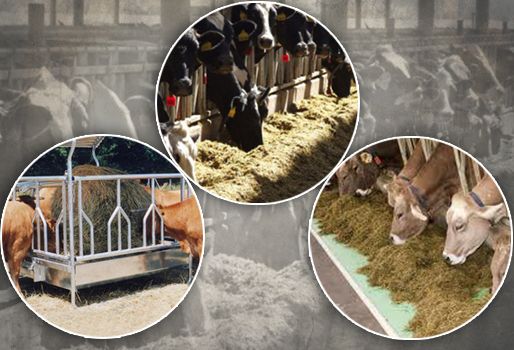 Comederos, espacios para nutrir ganado en medio del confort | CONtexto ...