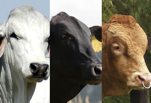 Aprenda sobre los colores del pelaje de bovinos y de qué depende esta ...