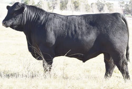 Texas Iceman R725, el toro angus que se vendió por más de 165 000 ...