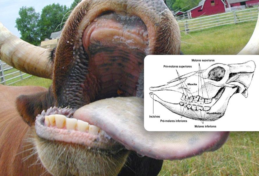 As Vacas Têm Dentes? – Melhores Marcas De Leite Integral – CVGVVP