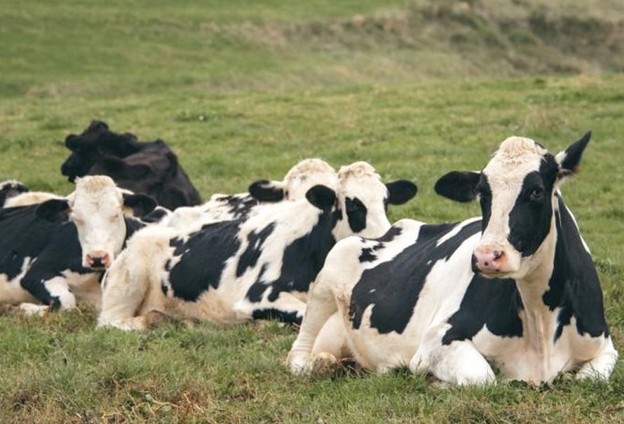¿Cómo producir 20 litros de leche por vaca en Colombia? | CONtexto Ganadero