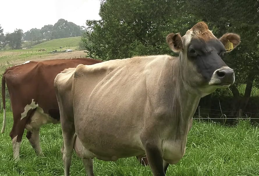 Cómo cuidar la vaca para garantizar un adecuado parto, la salud del ...