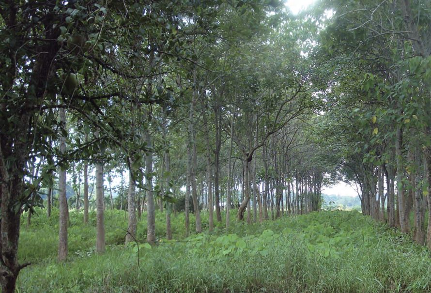 ¿Por qué el sistema 'taungya' es una técnica agroforestal que beneficia ...