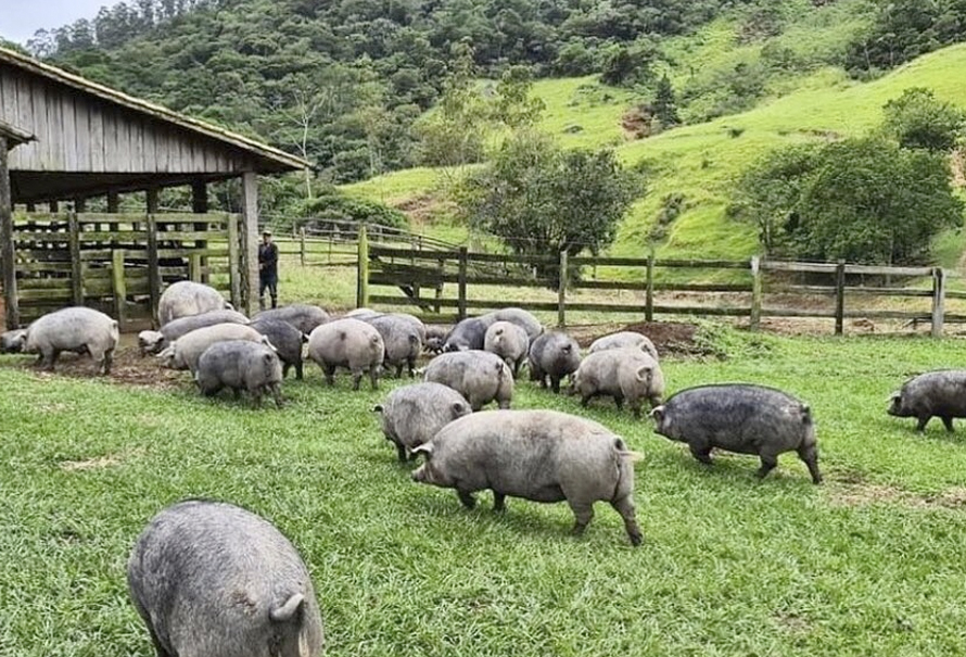 Cría De Cerdos En Pasturas Orgánicas EL USO DE PASTURAS EN LA CRÍA