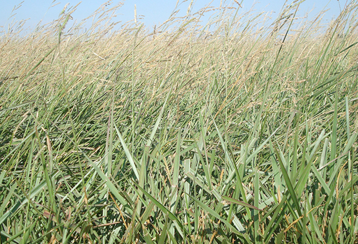 Brachiaria Dictyoneura