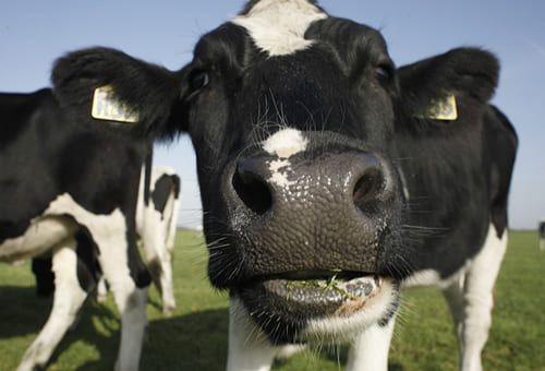 5 Mitos O Datos Extraños De Las Vacas Que Quizá Usted No Sabía
