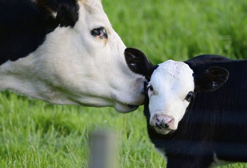 ¿Qué tipo de sonidos emiten las vacas para comunicarse? | CONtexto Ganadero