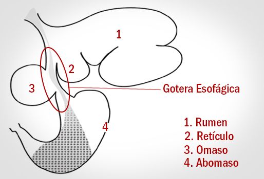 Funciones de la gotera esofágica en los terneros | CONtexto Ganadero