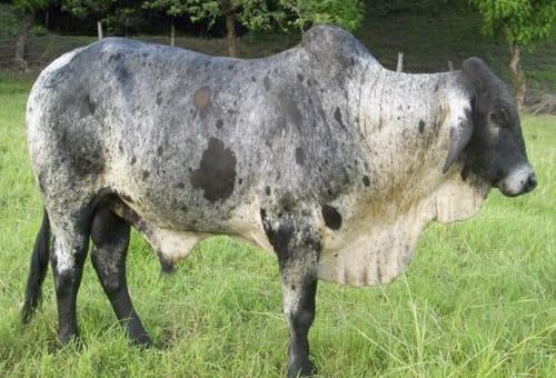 Girolando, las vacas más apetecidas para producir leche en trópico bajo ...