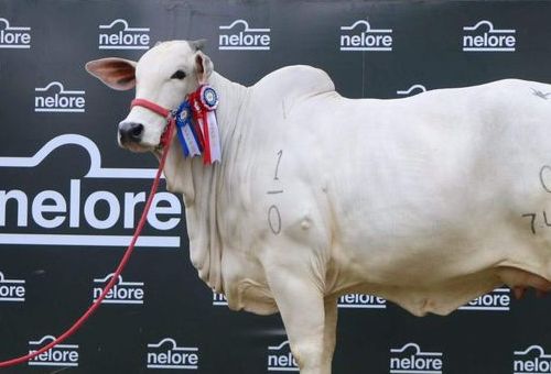 Vaca nelore en Paraguay alcanzó los $650 millones, un récord | CONtexto ...