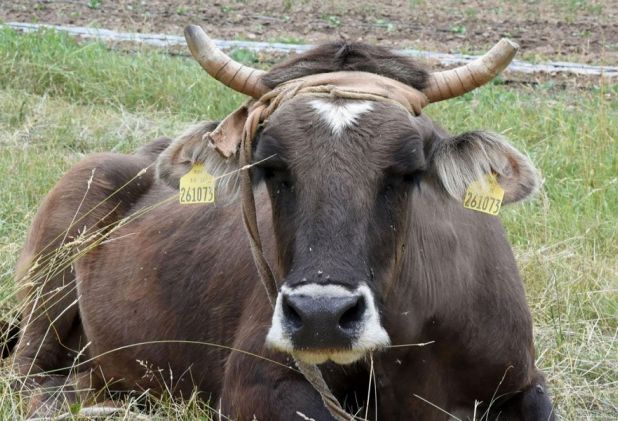 Final feliz para Penka, la vaca búlgara que se fugó y regresó a la UE ...