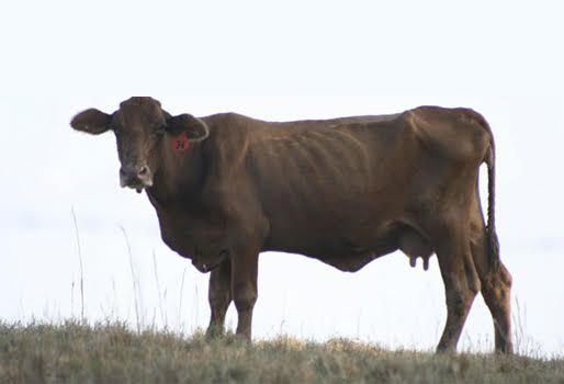 La detección temprana de la preñez en vacas | CONtexto Ganadero