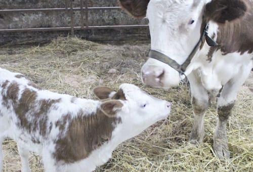 Por primera vez una vaca clonada da a luz en Rusia | CONtexto Ganadero