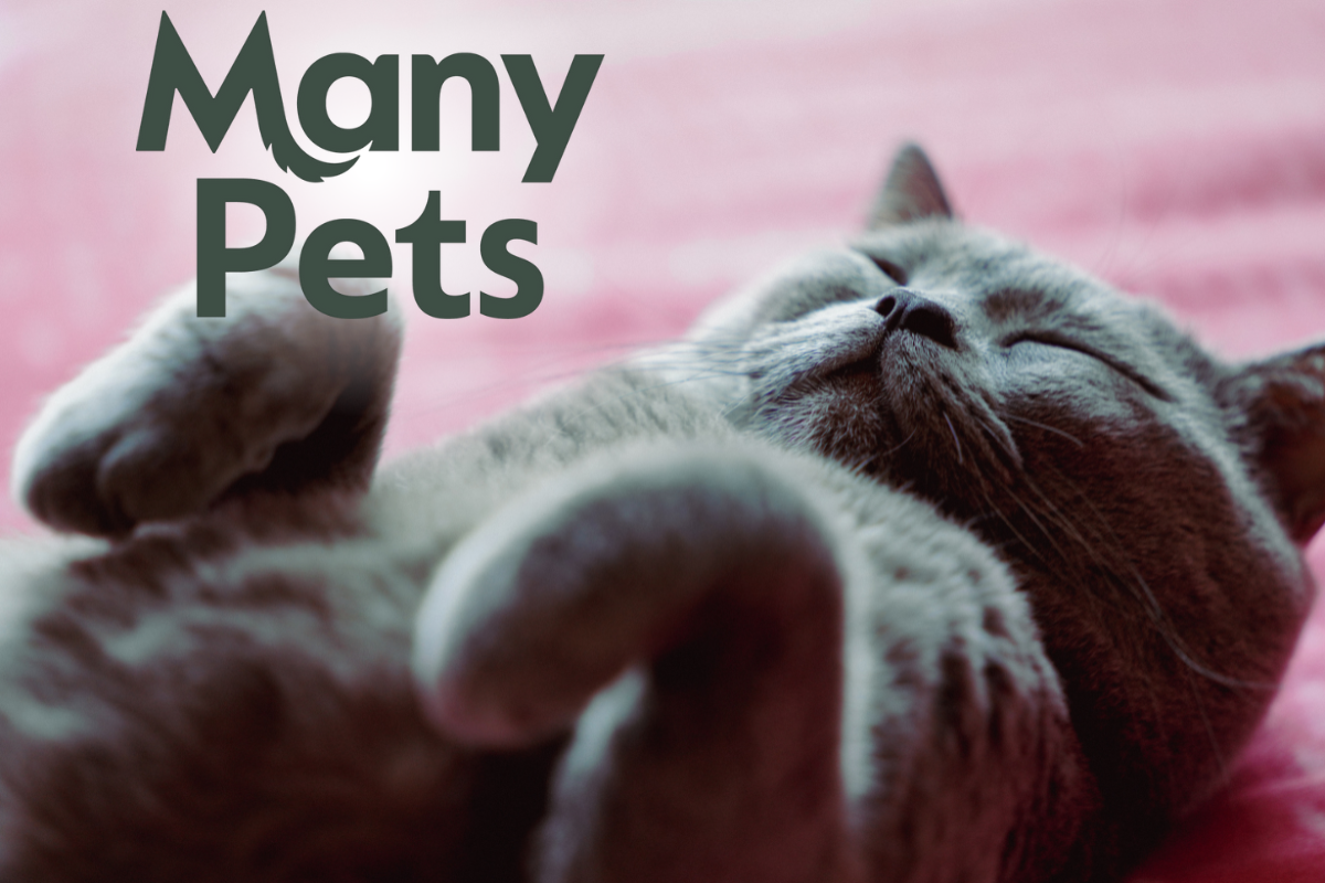 ManyPets Kattförsäkring