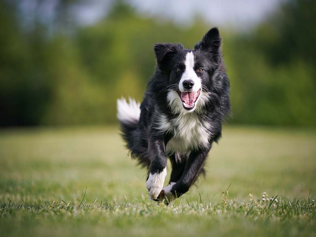 Cost of Owning a Border Collie (2026) | Insurify
