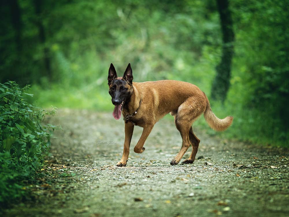 Belgian Shepherd Malinois Life Expectancy