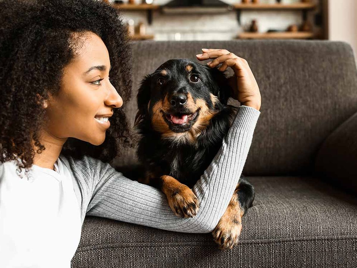 Lemonade Pet Insurance Reviews: How It Stacks Up (2026) | Insurify