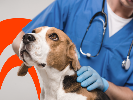 How Much Does a Vet Visit Cost? (2025) | Insurify