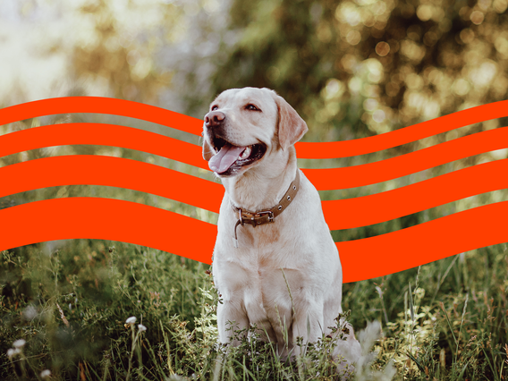 Cost of Owning a Labrador Retriever (2025): Purchase, Vet Bills, and ...