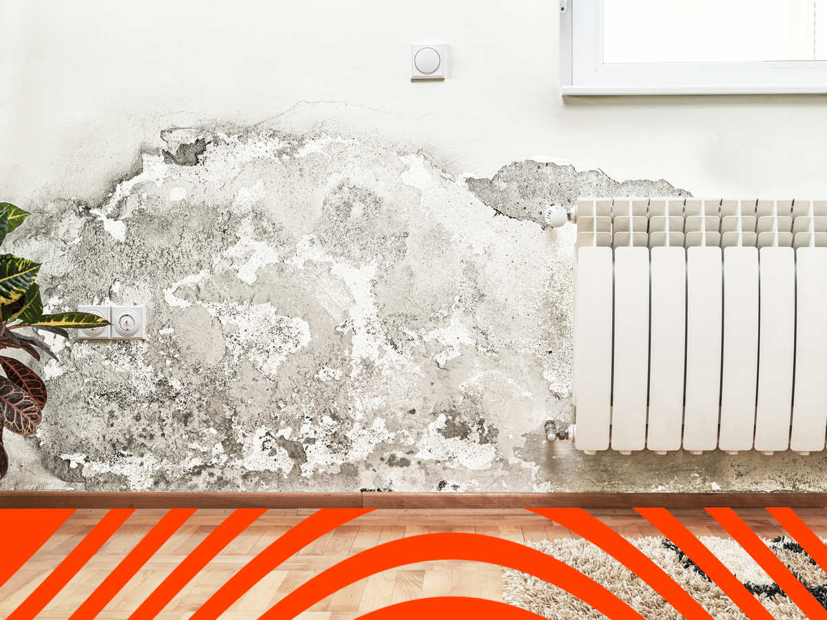 Does Renters Insurance Cover Mold? | Insurify