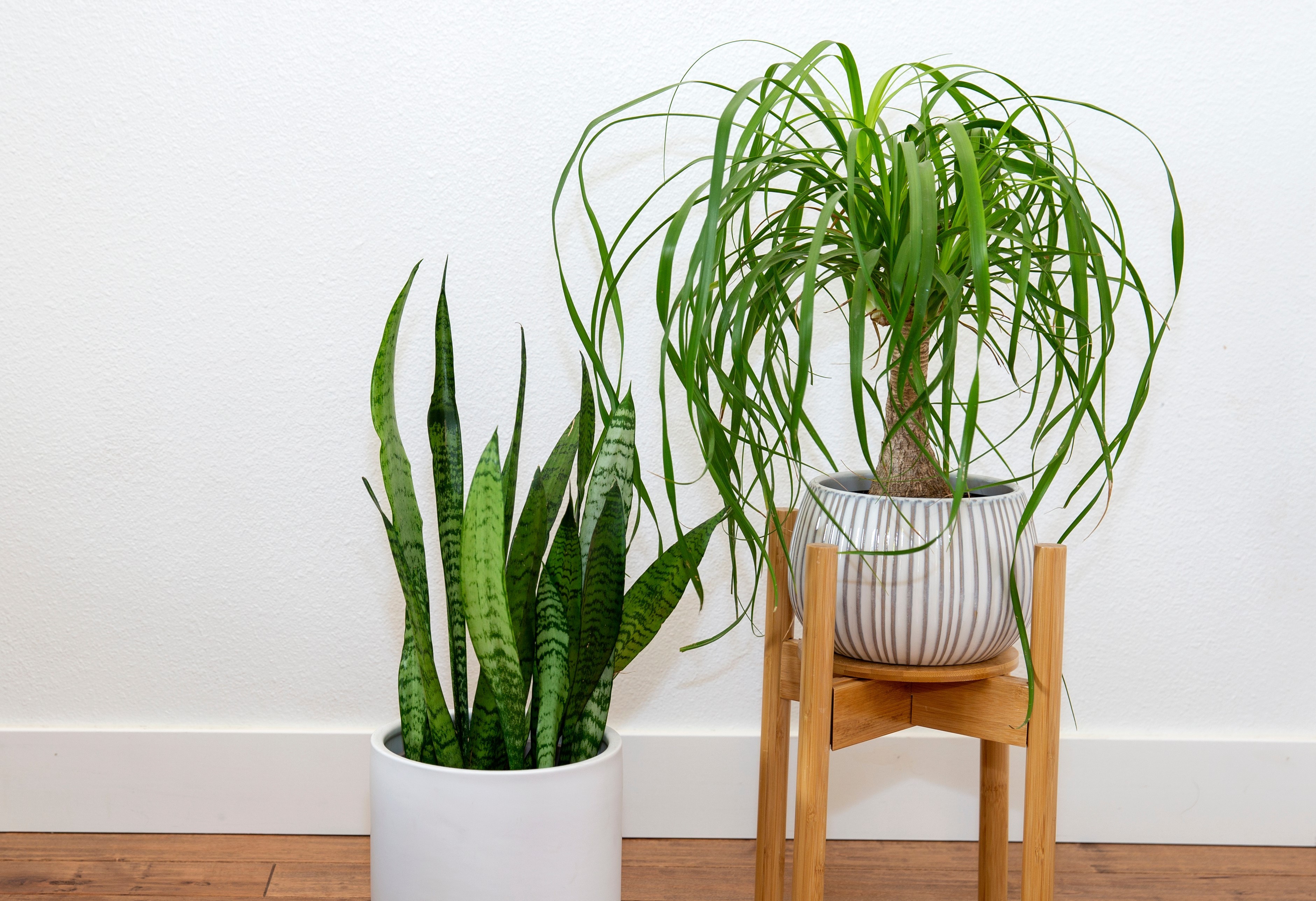 20 Pet-Safe Indoor Houseplants for Cats and Dogs (2024) - Insurify