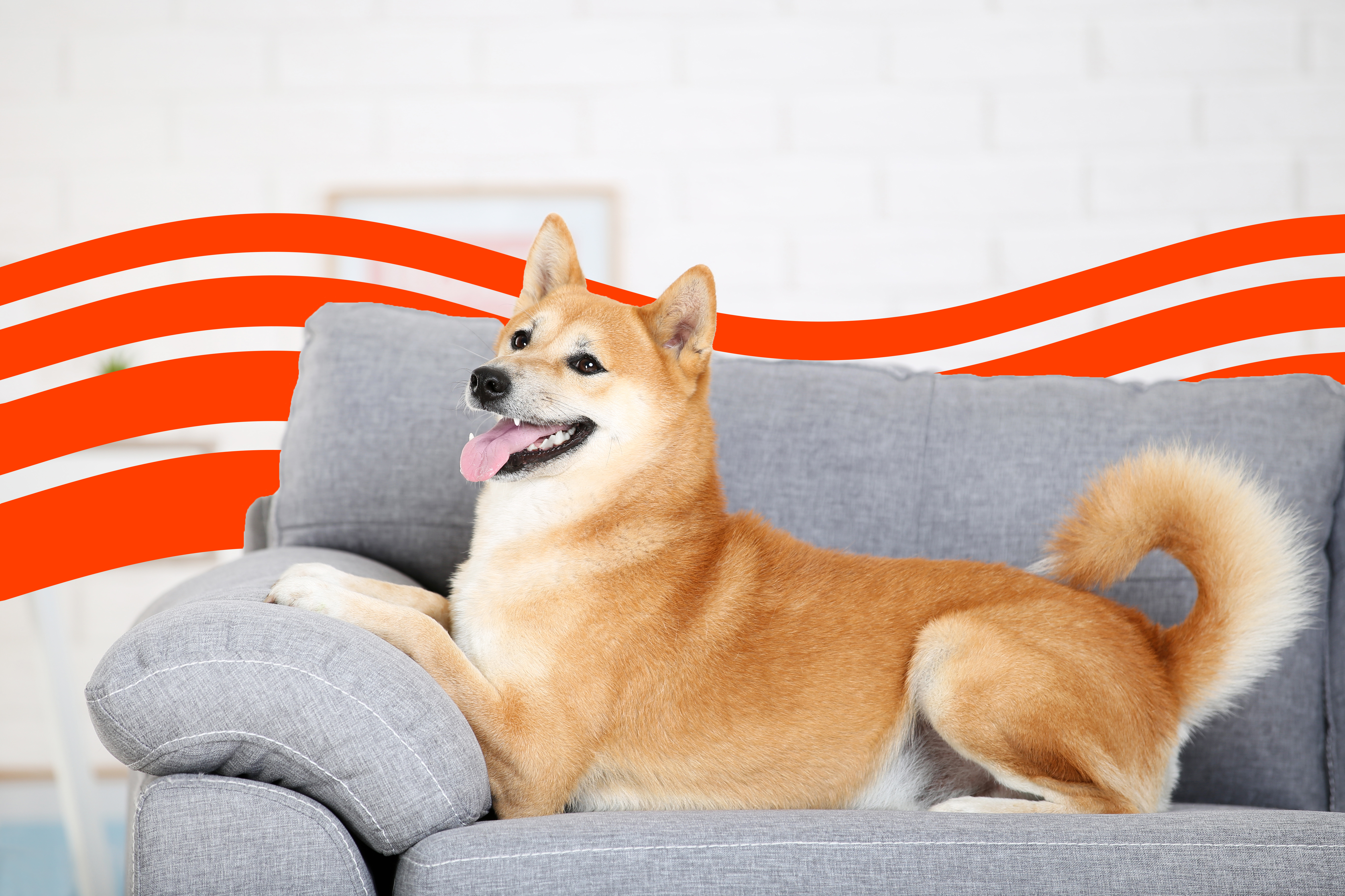 Cost of Owning a Shiba Inu (2026) | Insurify