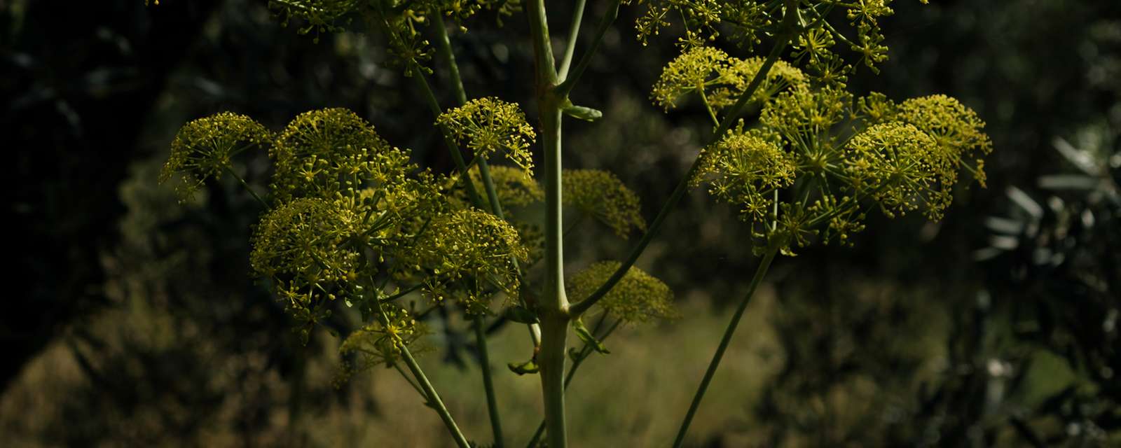 Asant Gewürz: Verwendung, Geschmack & Ersatz