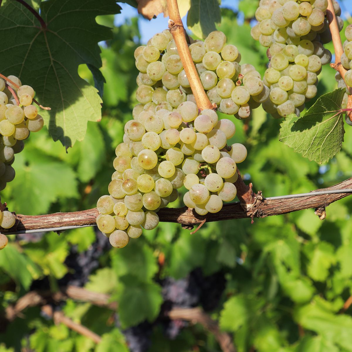 Muskateller – Weinwissen zur Rebsorte | feinkosten.de