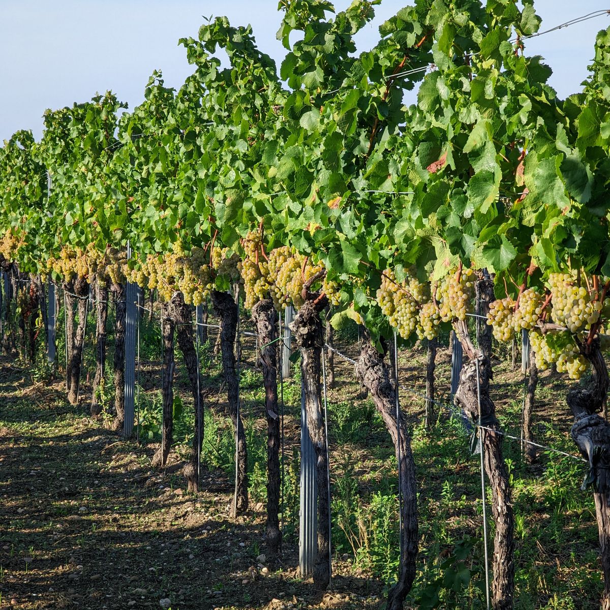 Silvaner - Weinwissen zur Rebsorte | feinkosten.de